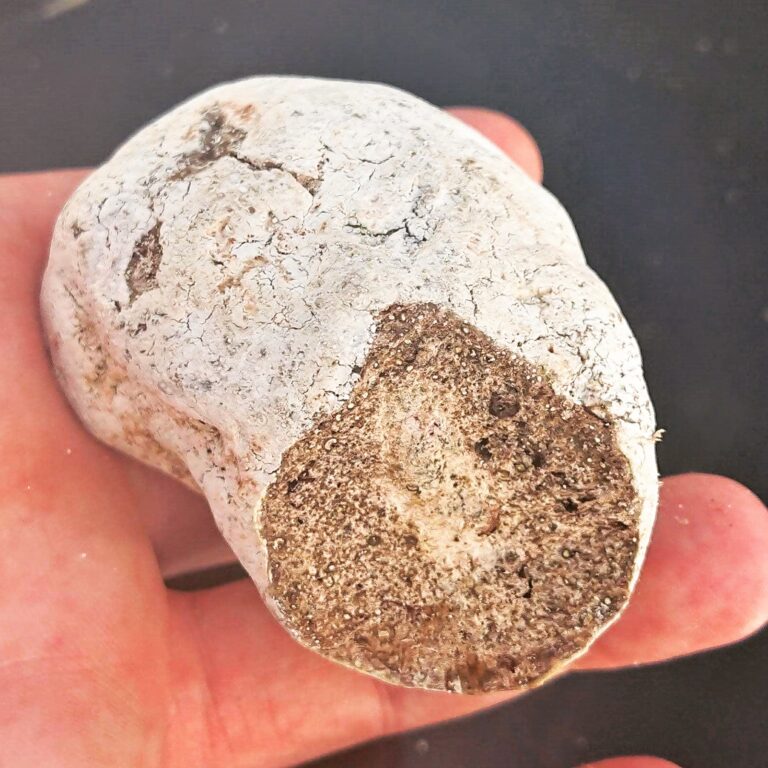 What is Ambergris – Ambergris Bahamas