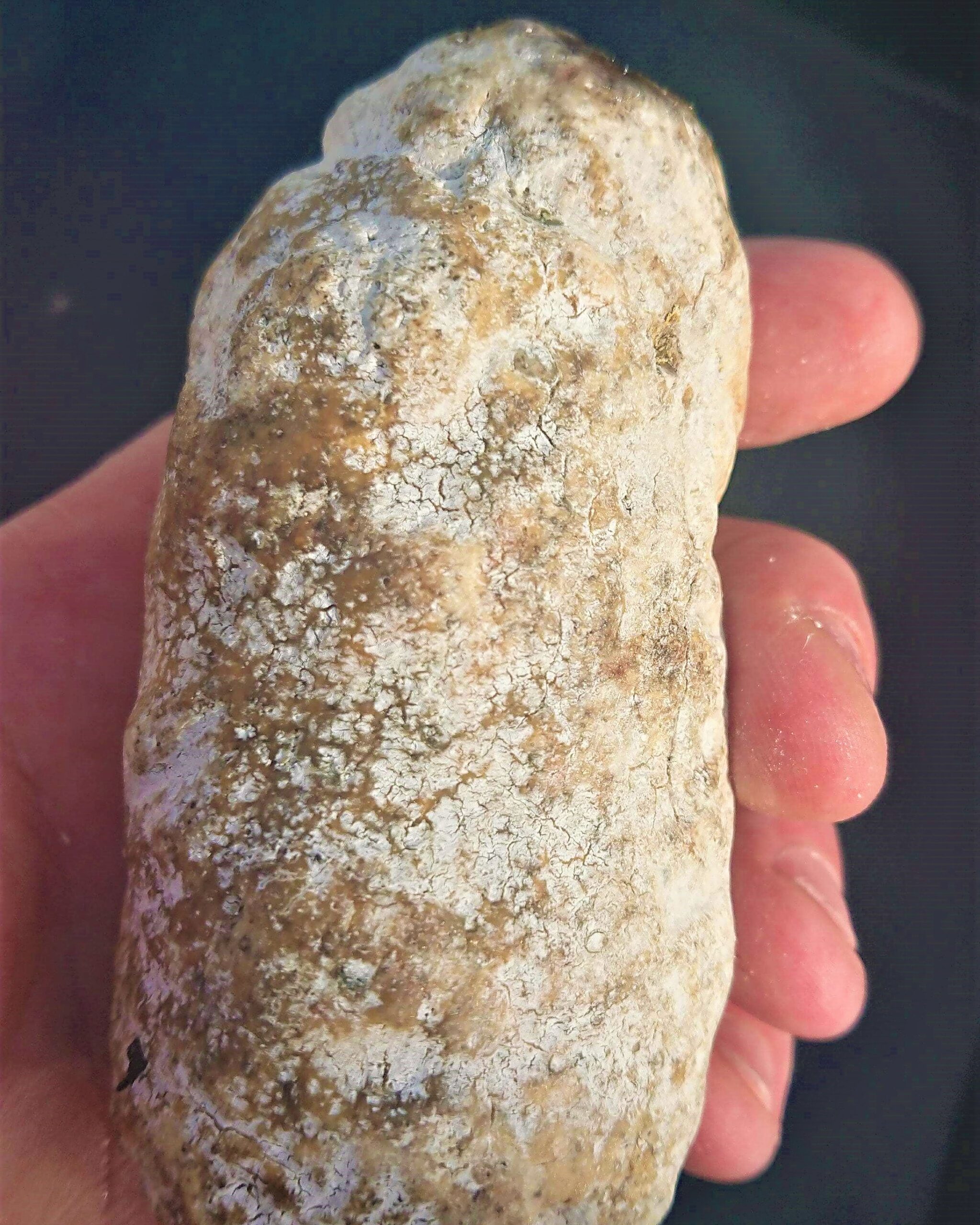 What is Ambergris – Ambergris Bahamas