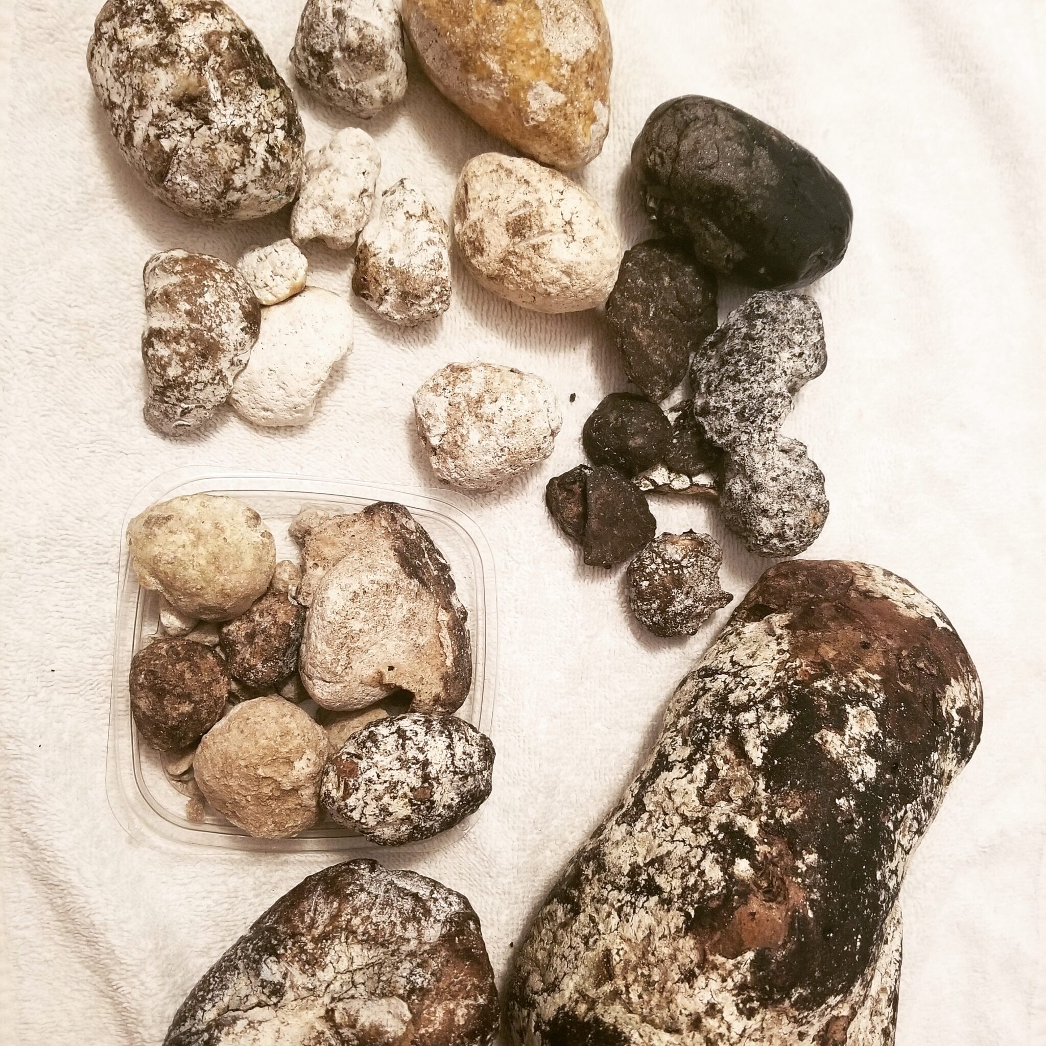 Sell Ambergris – Ambergris Bahamas