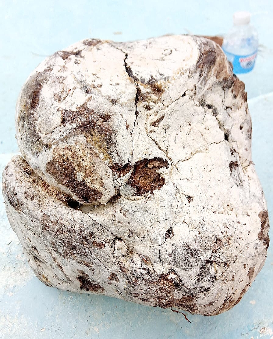 Gallery – Ambergris Bahamas