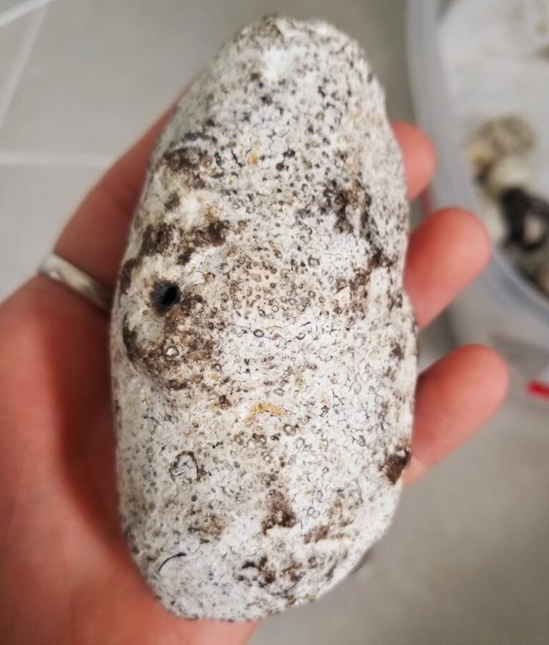 What is Ambergris
